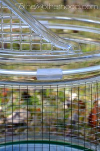 BioBubble Pets: The World's Most Versatile Animal Habitats - To the ...