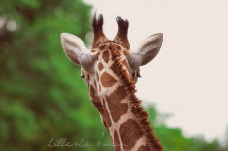 Dickerson Park Zoo in Springfield, Missouri