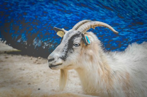 Dickerson Park Zoo in Springfield, Missouri