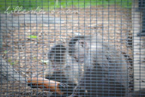 Dickerson Park Zoo in Springfield, Missouri