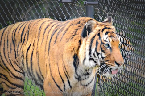 Dickerson Park Zoo in Springfield, Missouri