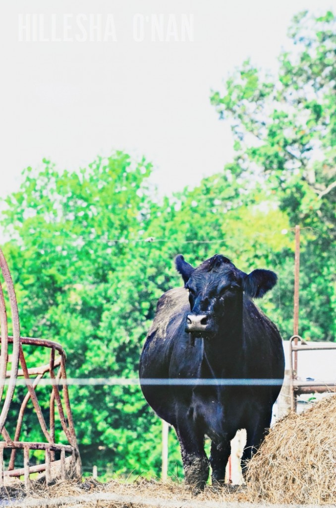 Feutz Cattle Farms in Princeton, Indiana