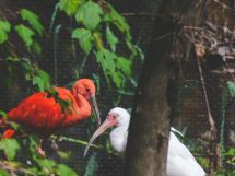 BioBubble Pets: The World's Most Versatile Animal Habitats - To the ...