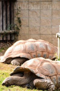 Dickerson Park Zoo in Springfield, Missouri